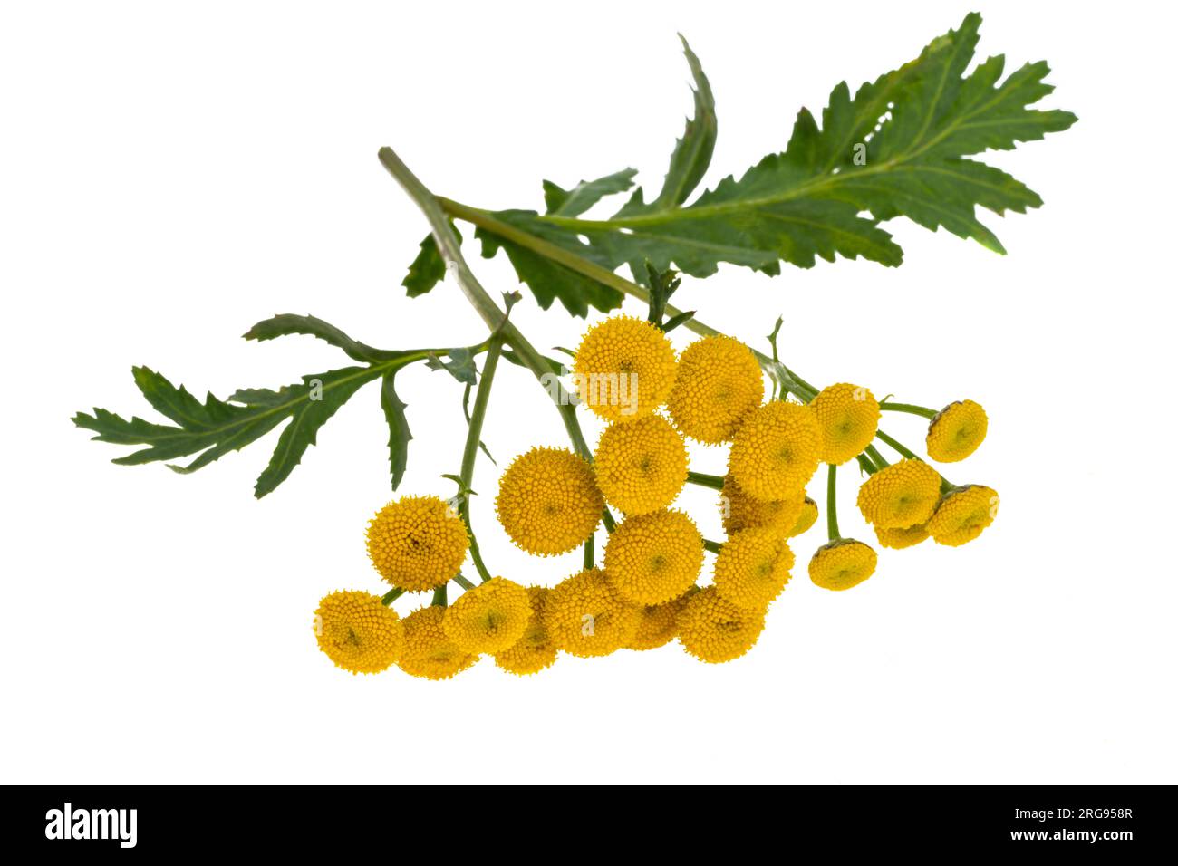 tansy isolated on white background Stock Photo - Alamy