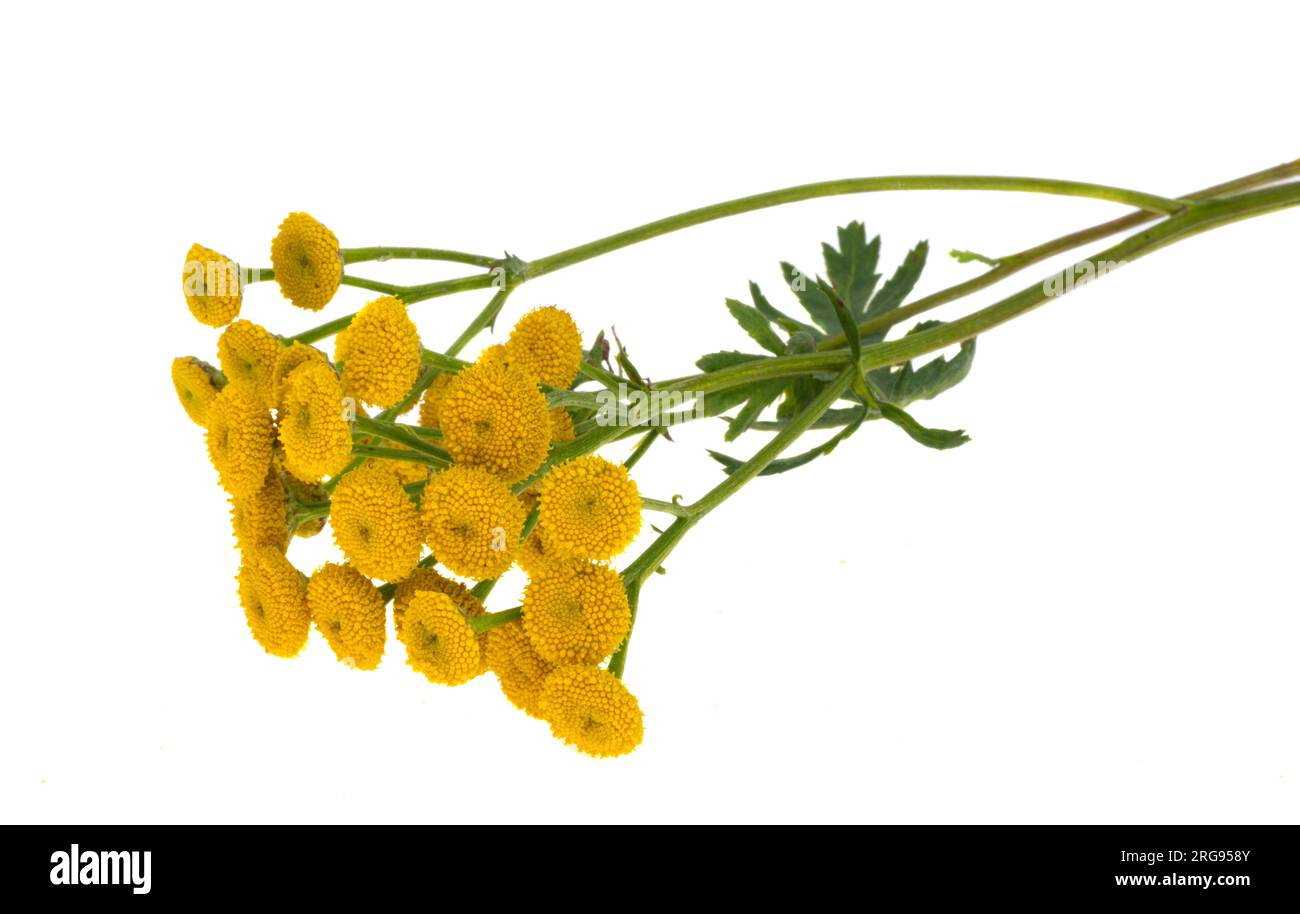 tansy isolated on white background Stock Photo - Alamy