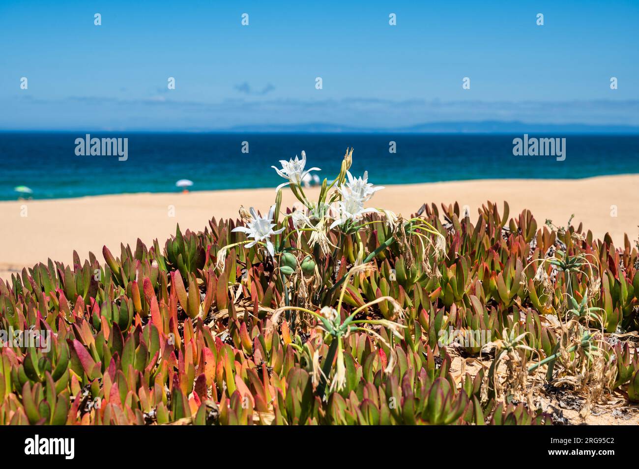 View of Melides beach in Alentejo coast in Portugal Stock Photo - Alamy