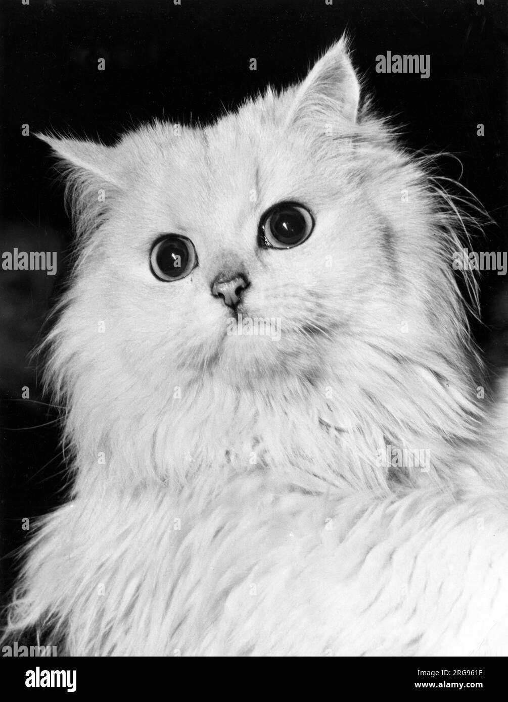 Fluffy cats Black and White Stock Photos & Images - Alamy