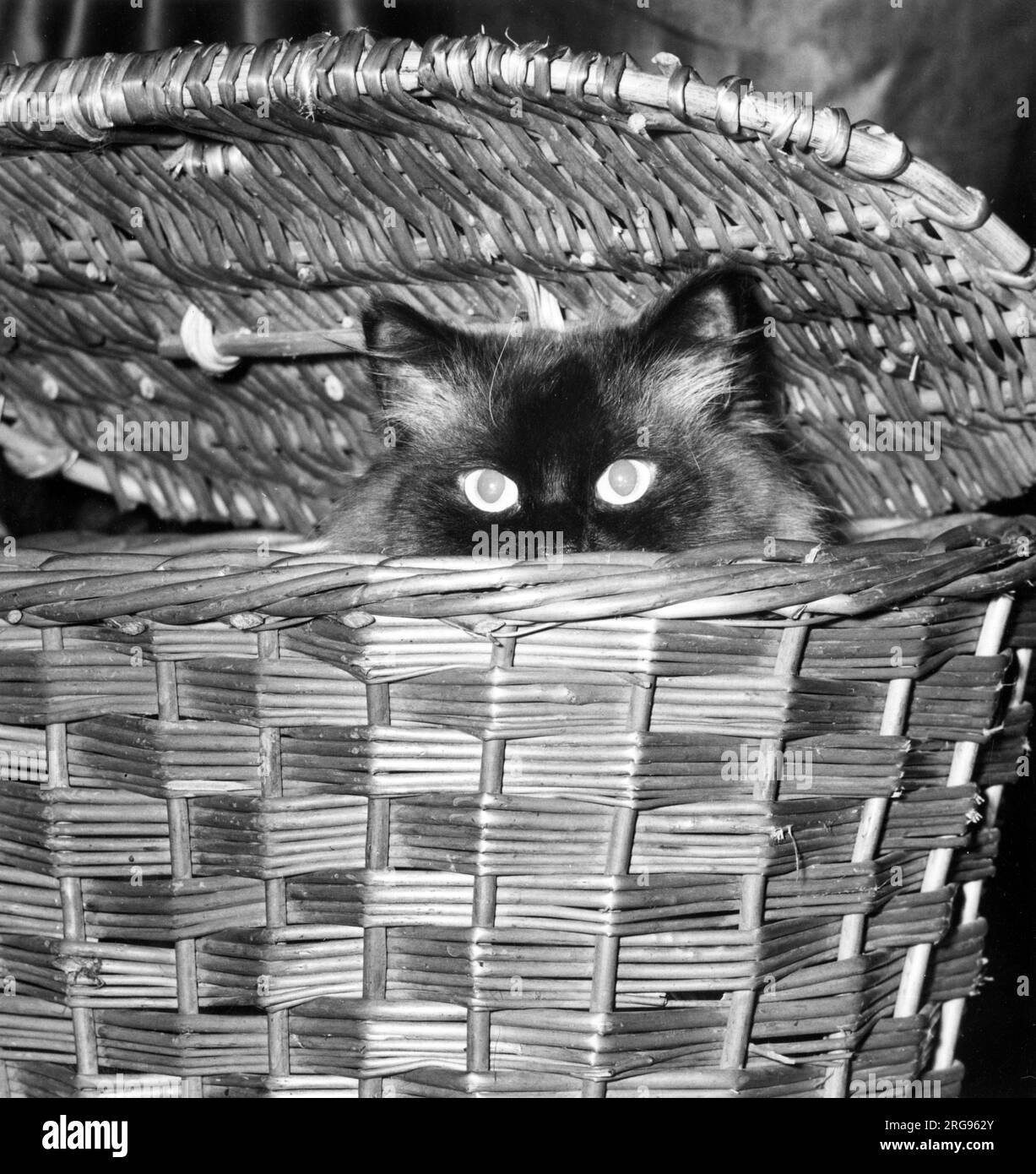 Cat peeping out of a wickerwork basket with the lid slightly raised ...