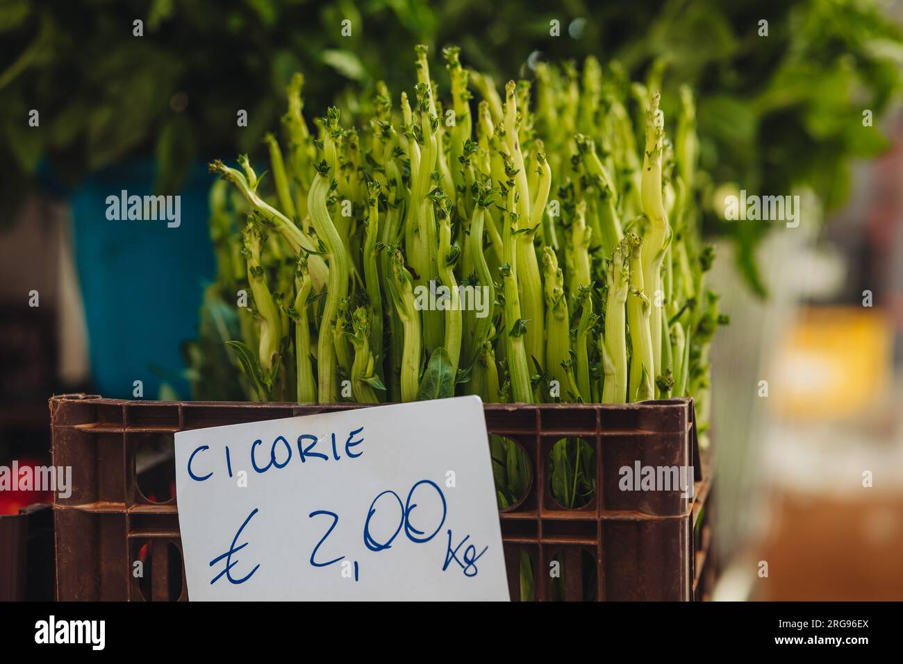 Raw chicory hi-res stock photography and images - Alamy