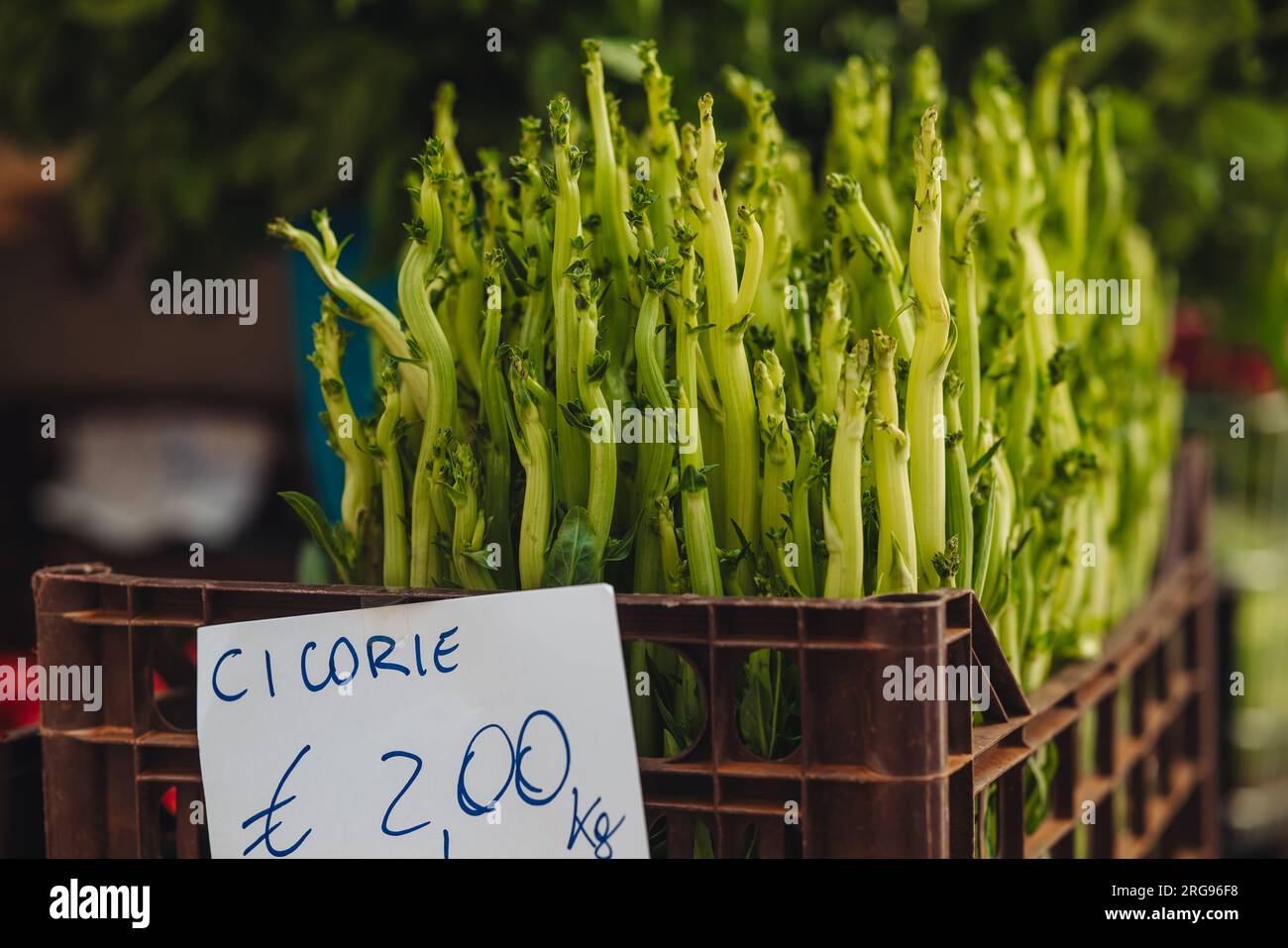 Raw chicory hi-res stock photography and images - Alamy