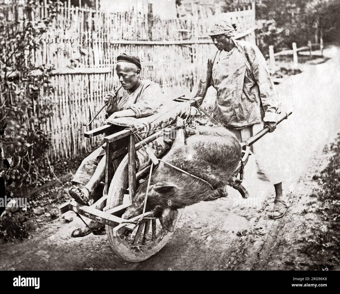 Pig and passenger on a wheelbarrow, China, circa 1880s (William ...