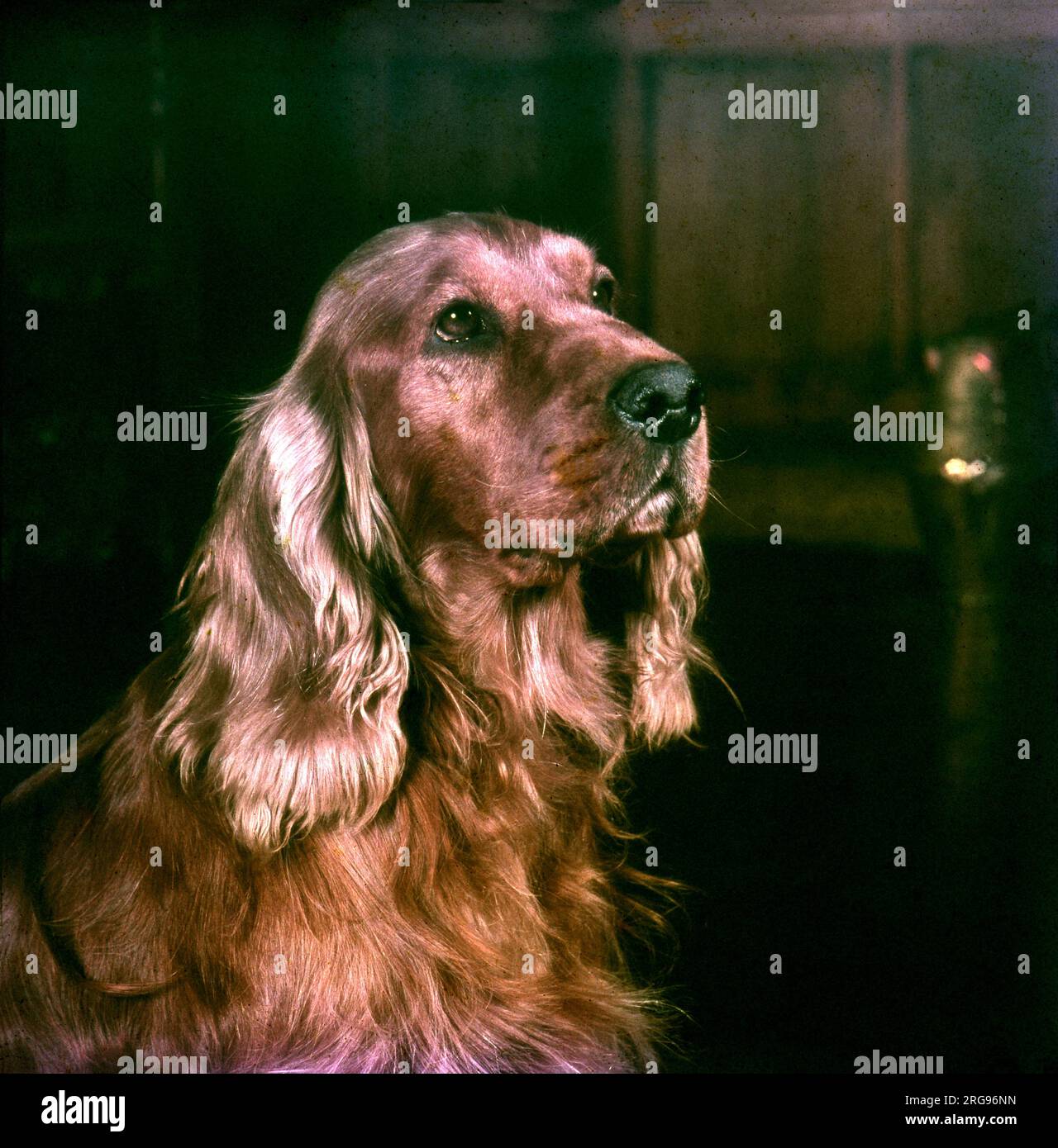 Cute 1970s hi-res stock photography and images - Alamy