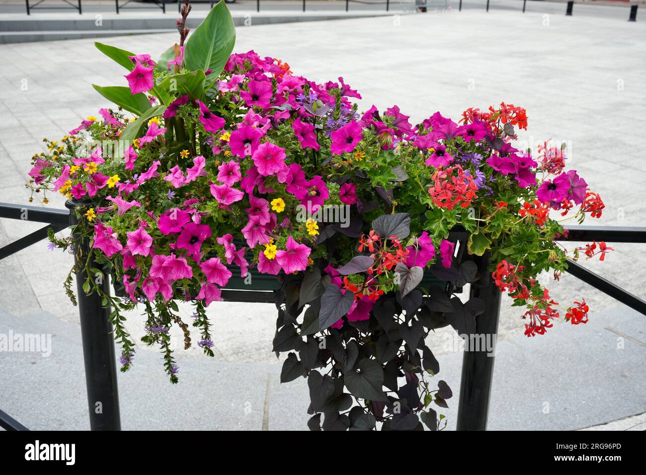 Pink Petunia Flower display with paving behind Stock Photo - Alamy