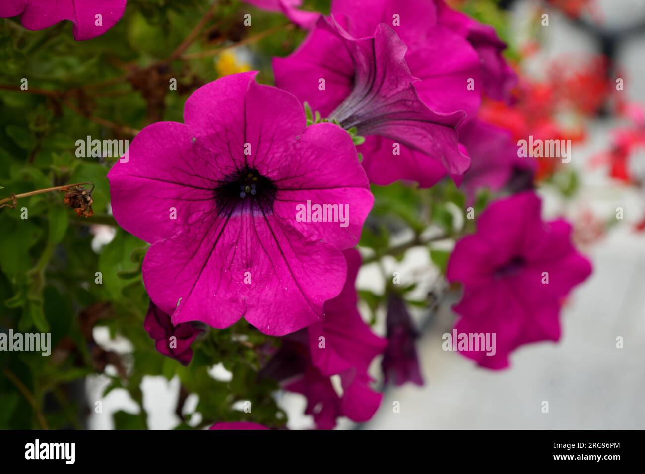 Common Garden Petunia