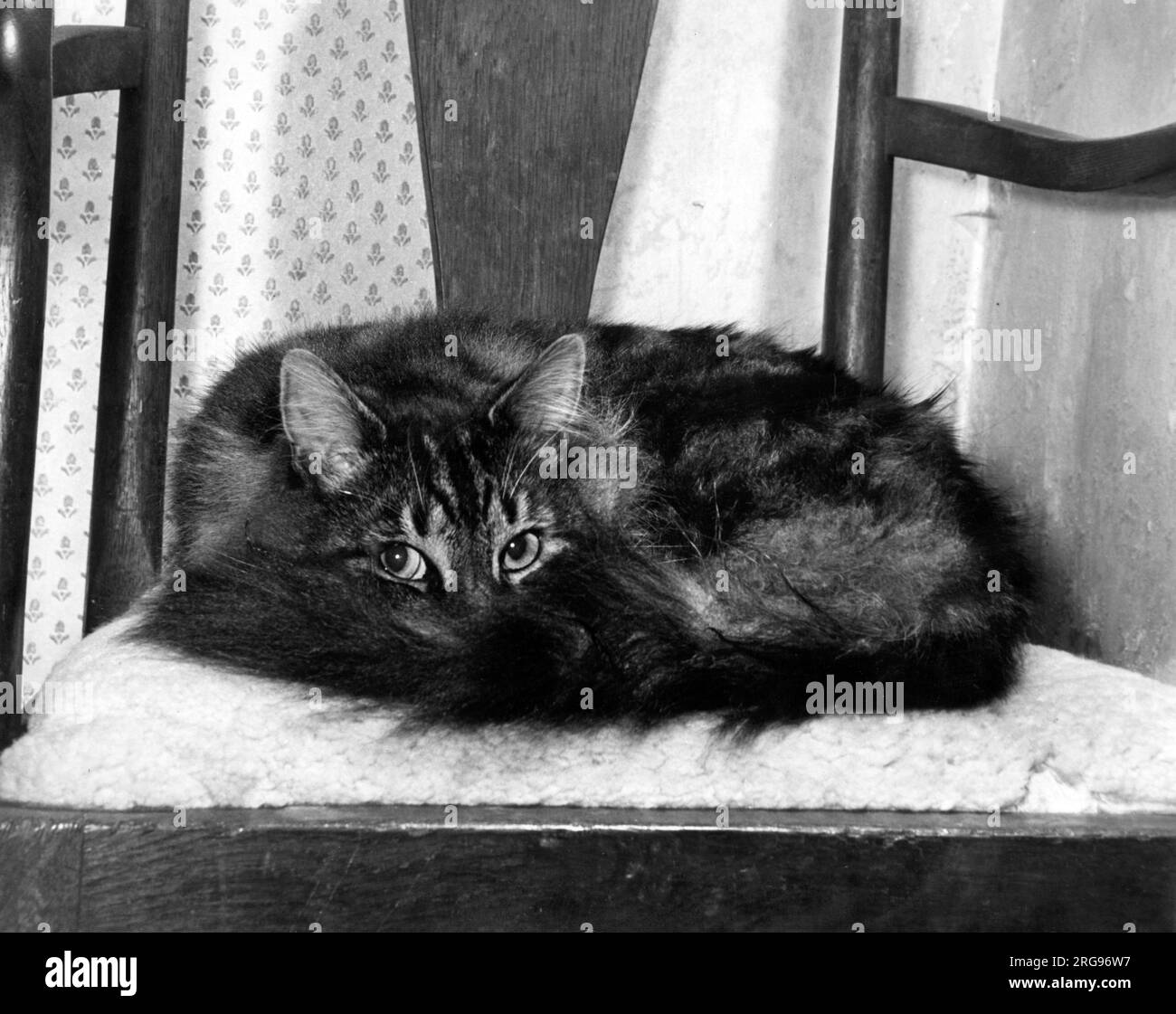 Cat curled Black and White Stock Photos & Images - Alamy
