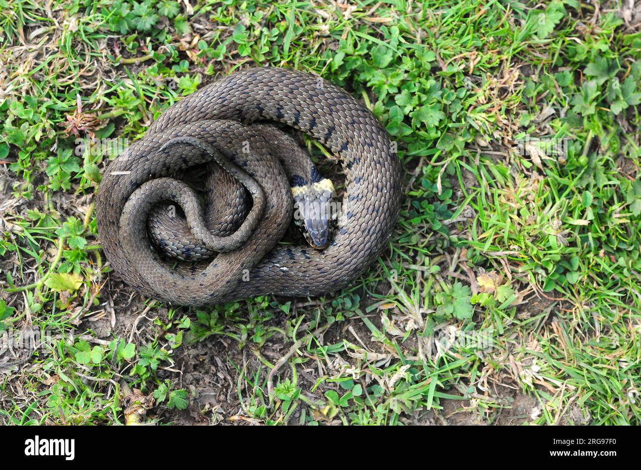 adult grass snake basking in summer Stock Photo - Alamy