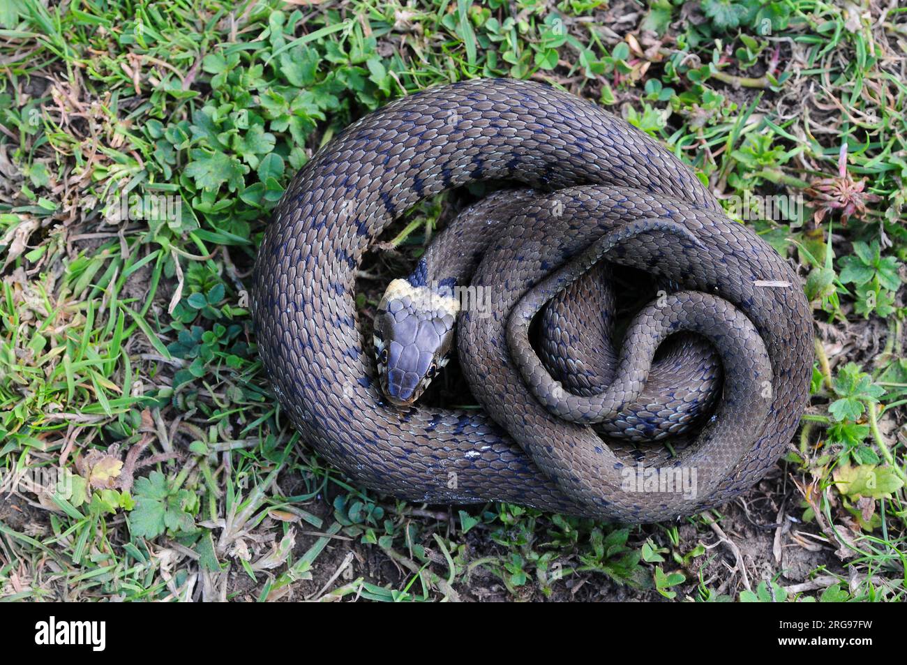 adult grass snake basking in summer Stock Photo - Alamy