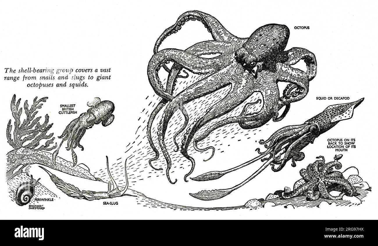 English marine life Cut Out Stock Images & Pictures - Alamy