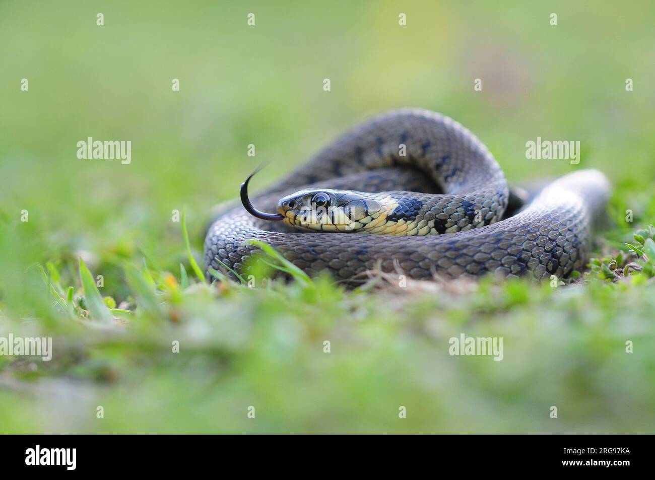 Summer snake hi-res stock photography and images - Alamy