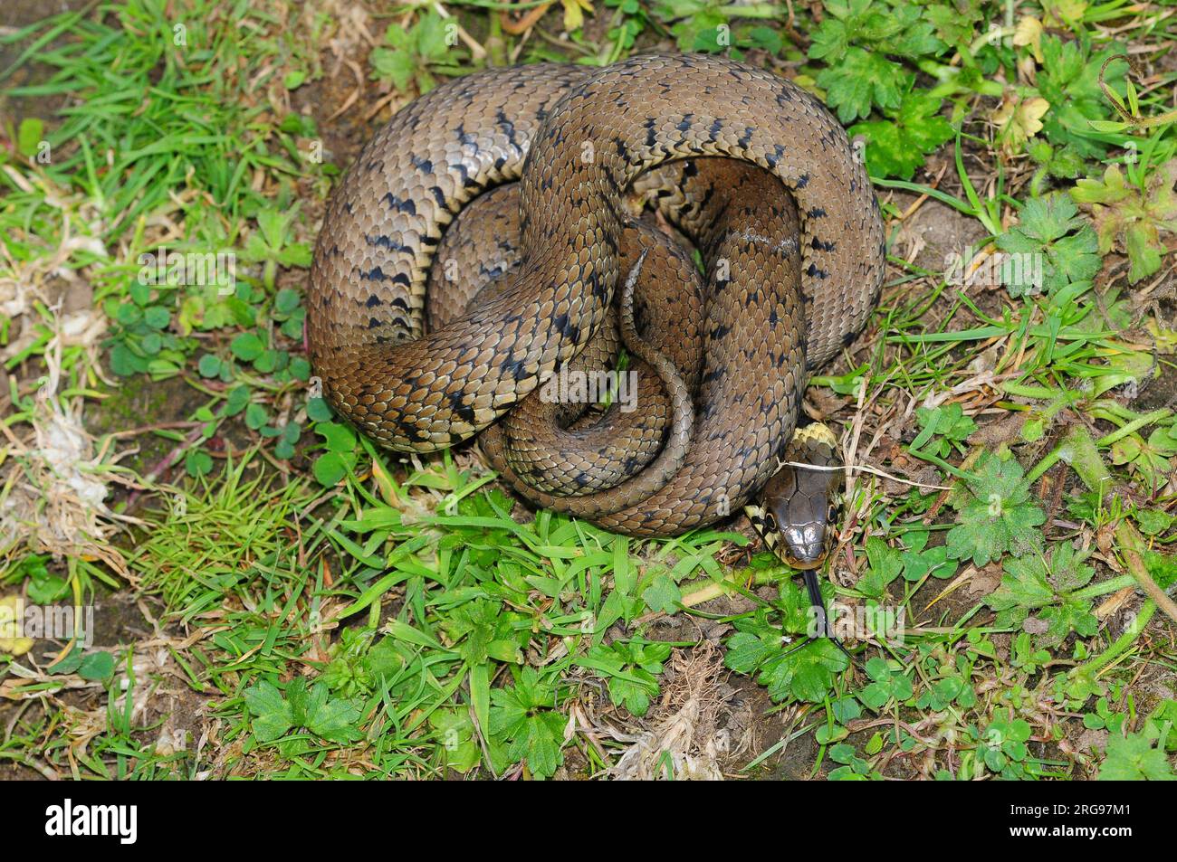 adult grass snake basking in summer Stock Photo - Alamy