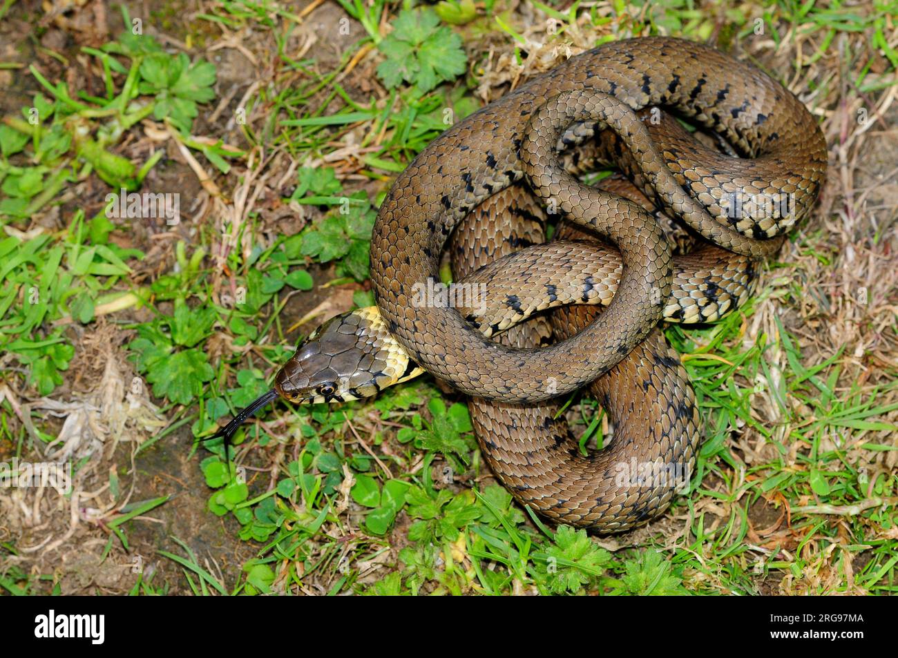 adult grass snake basking in summer Stock Photo - Alamy