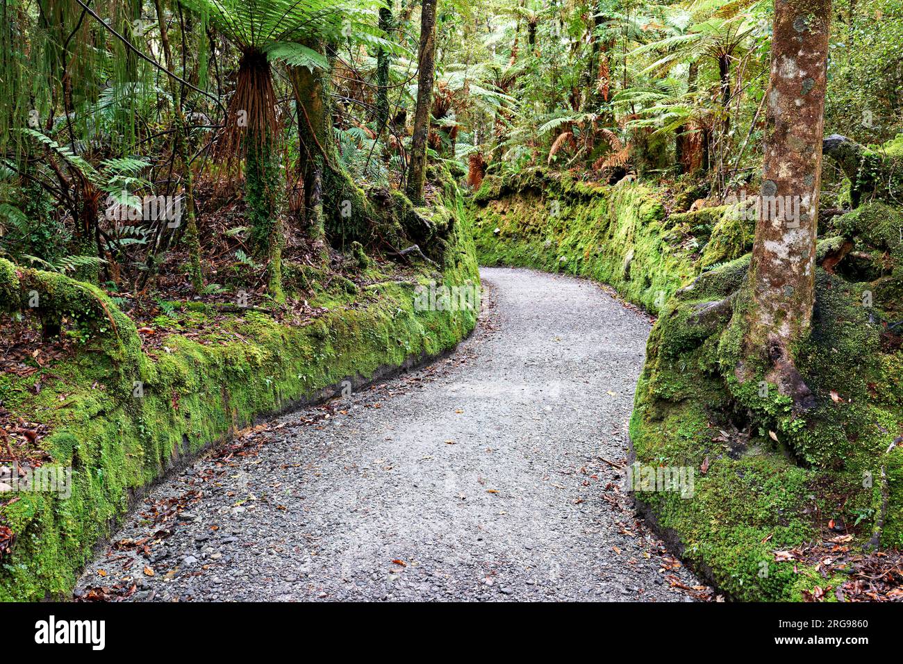 New Zealand. The rainforest at lake Matheson Stock Photo - Alamy
