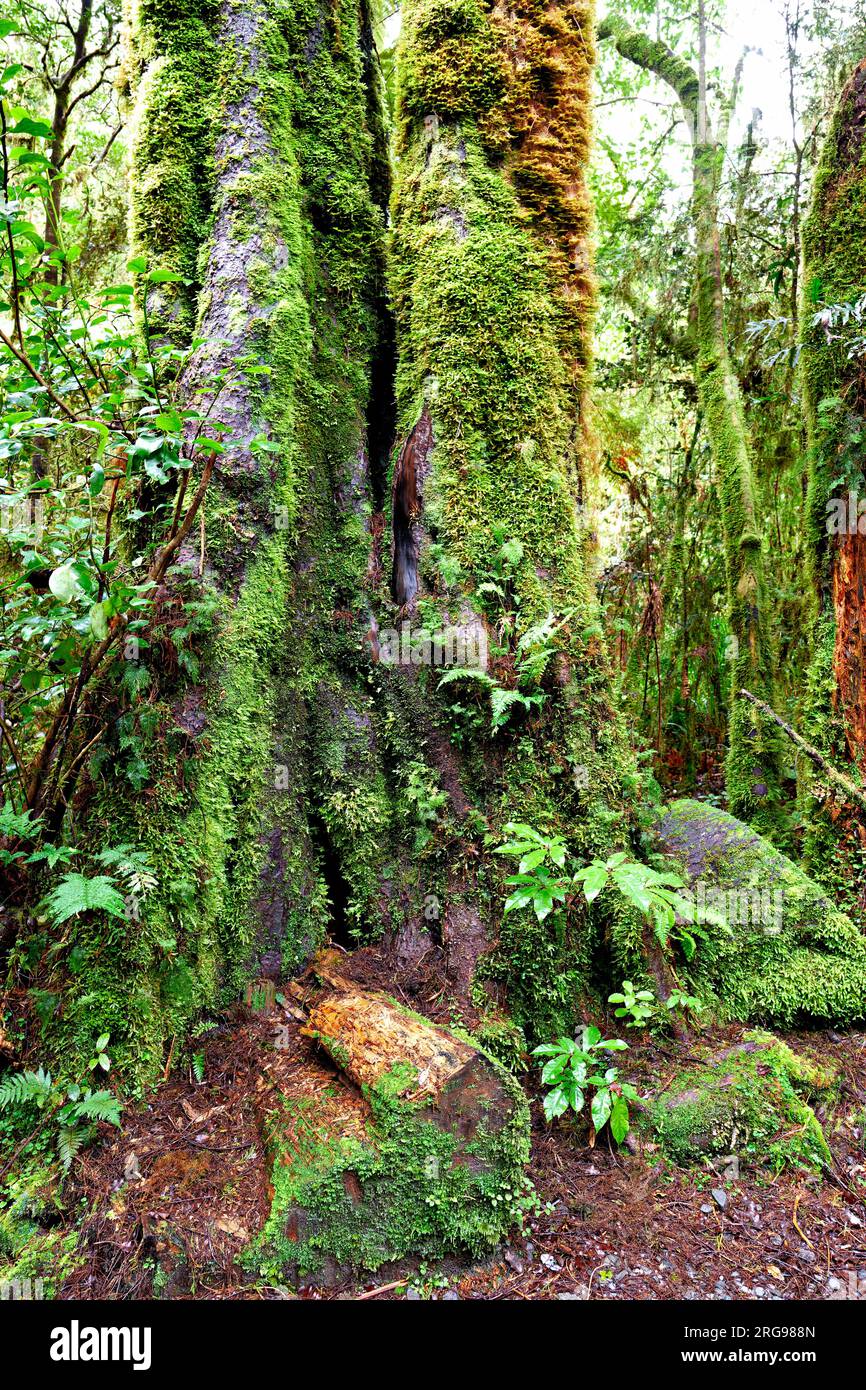 New Zealand. The rainforest at lake Matheson Stock Photo - Alamy