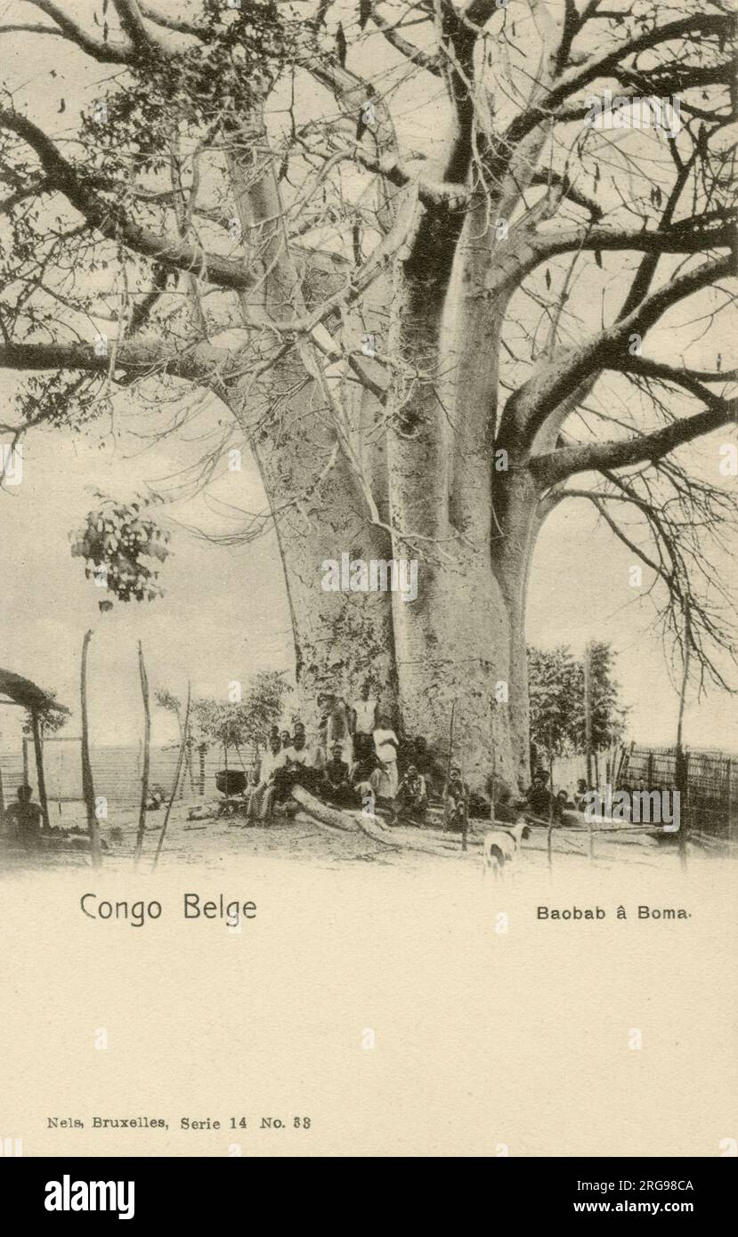 Giant Baobab Tree at Boma - Belgian Congo, Central Africa Stock Photo ...
