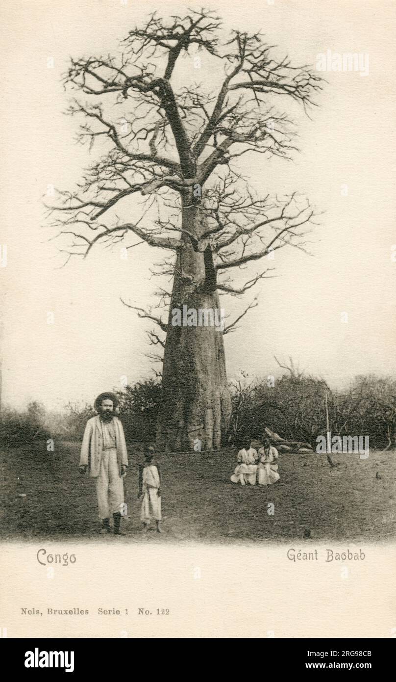 Giant Baobab Tree - Congo, Central Africa Stock Photo - Alamy