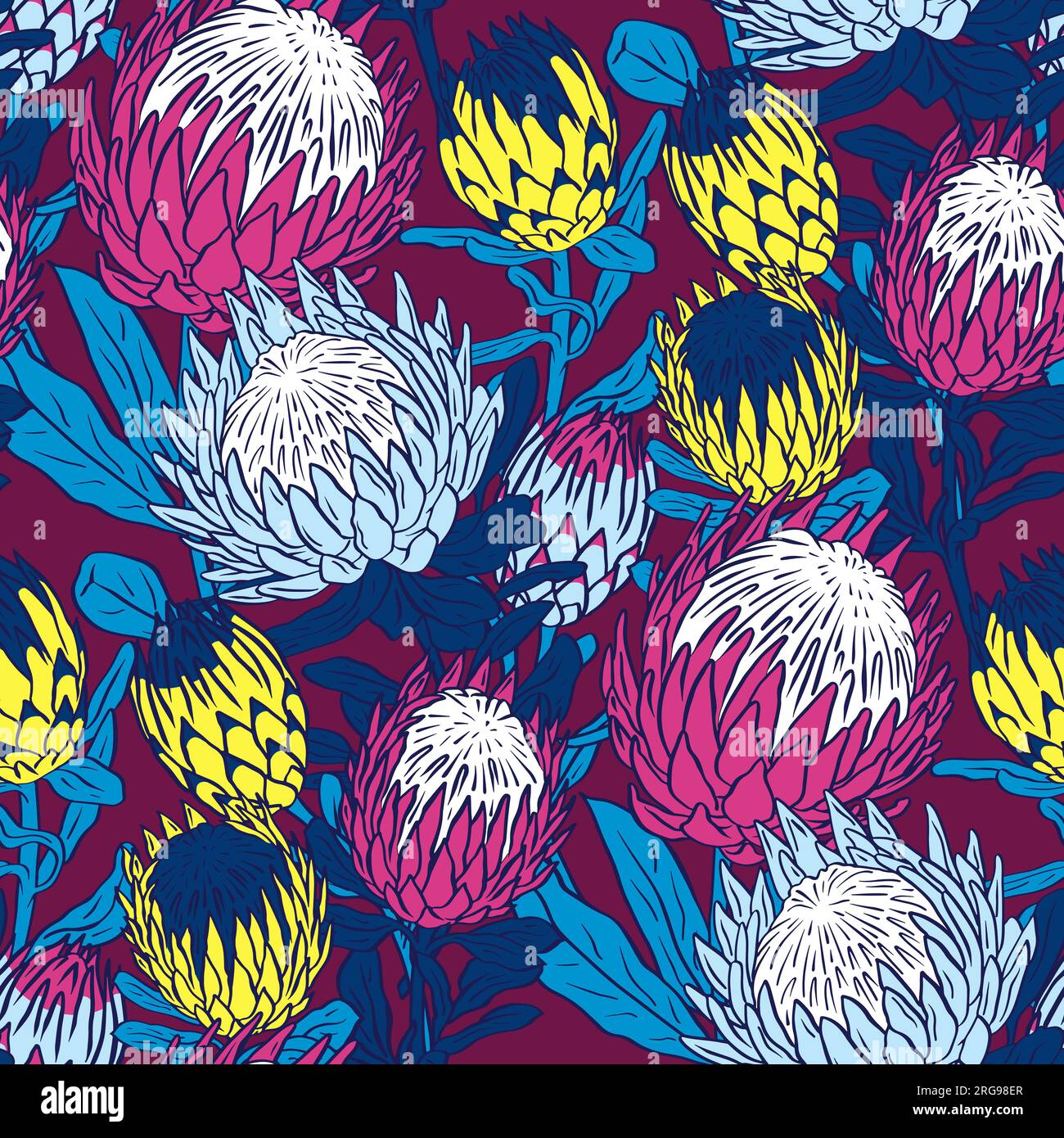 Protea flowers blue background Stock Vector Images - Alamy