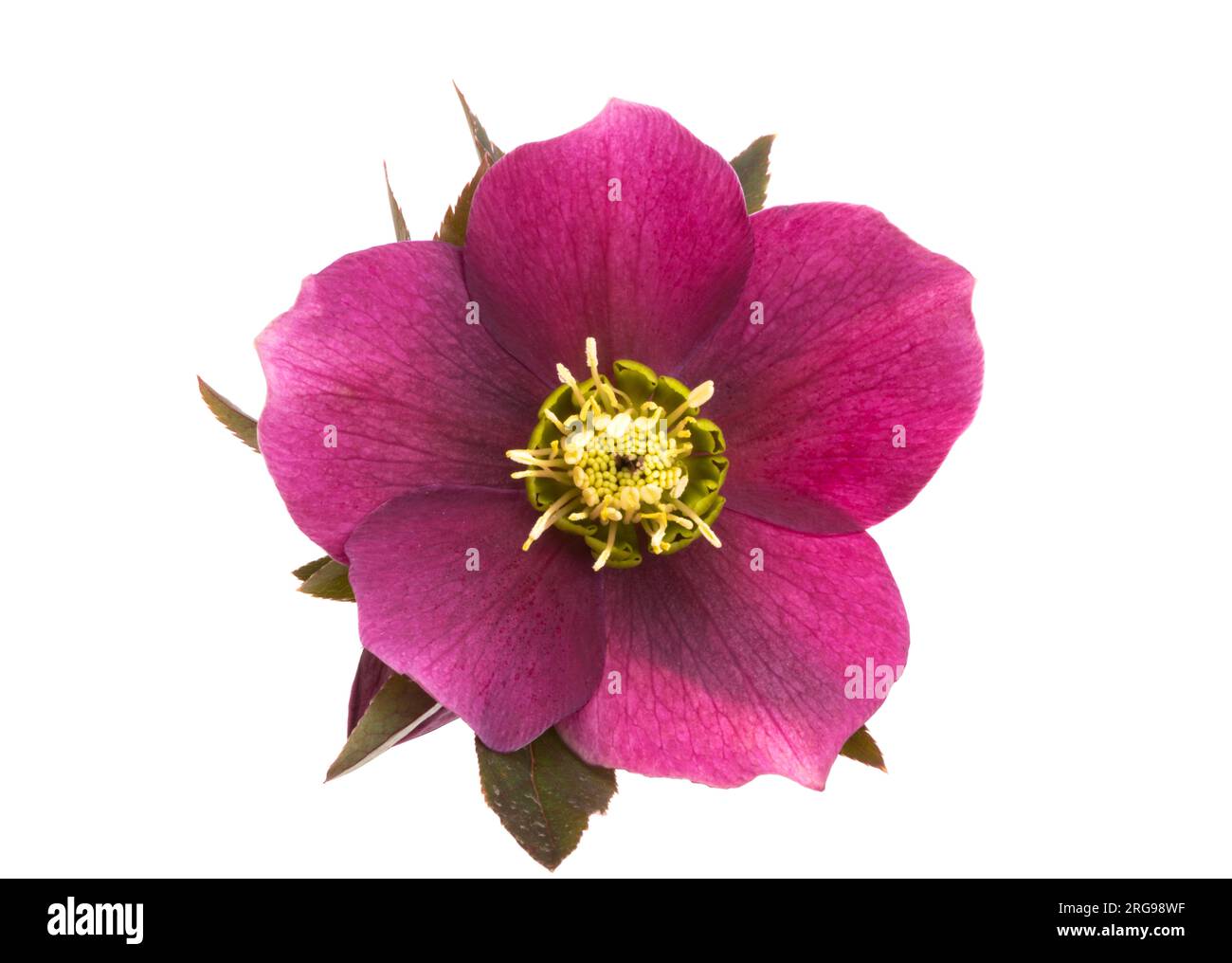 red hellebore flower isolated on white background Stock Photo - Alamy