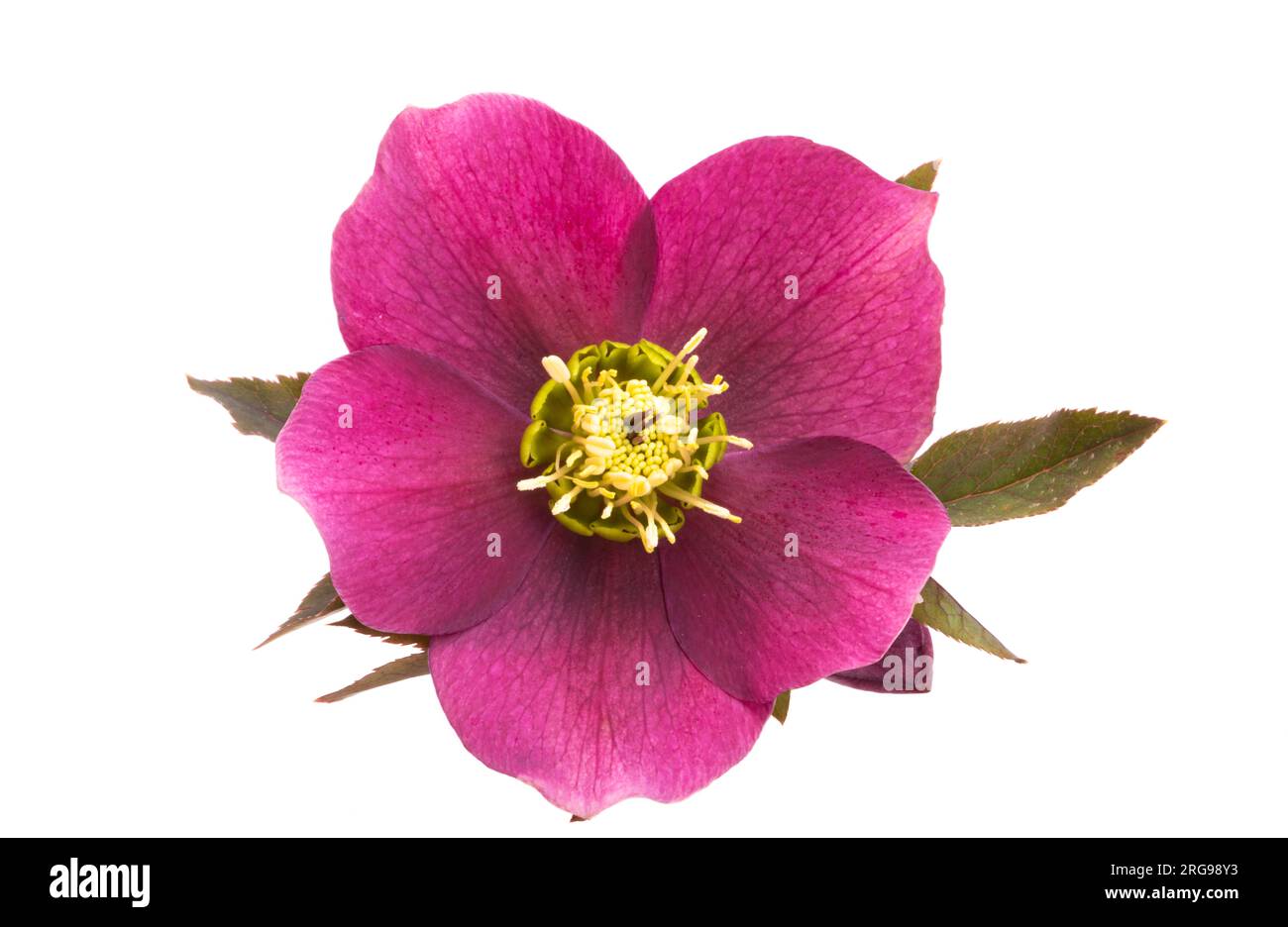 red hellebore flower isolated on white background Stock Photo - Alamy