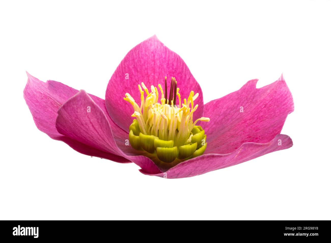 red hellebore flower isolated on white background Stock Photo - Alamy