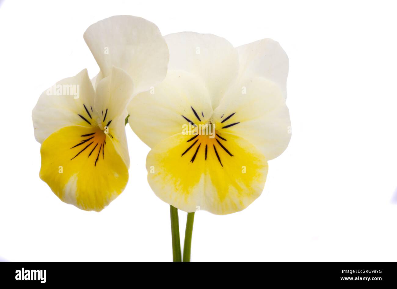 violet flower isolated on white background Stock Photo - Alamy