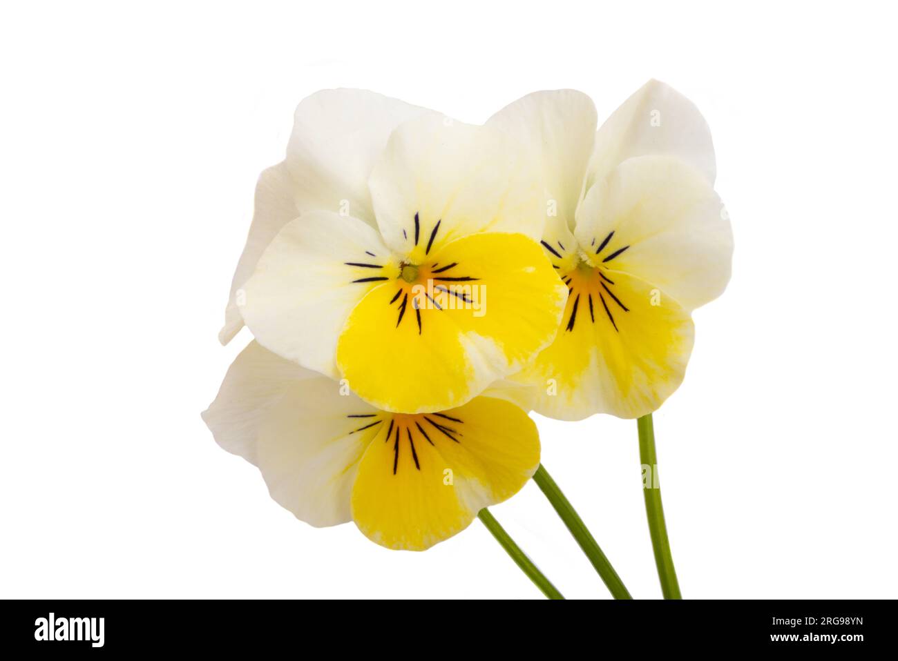 violet flower isolated on white background Stock Photo - Alamy
