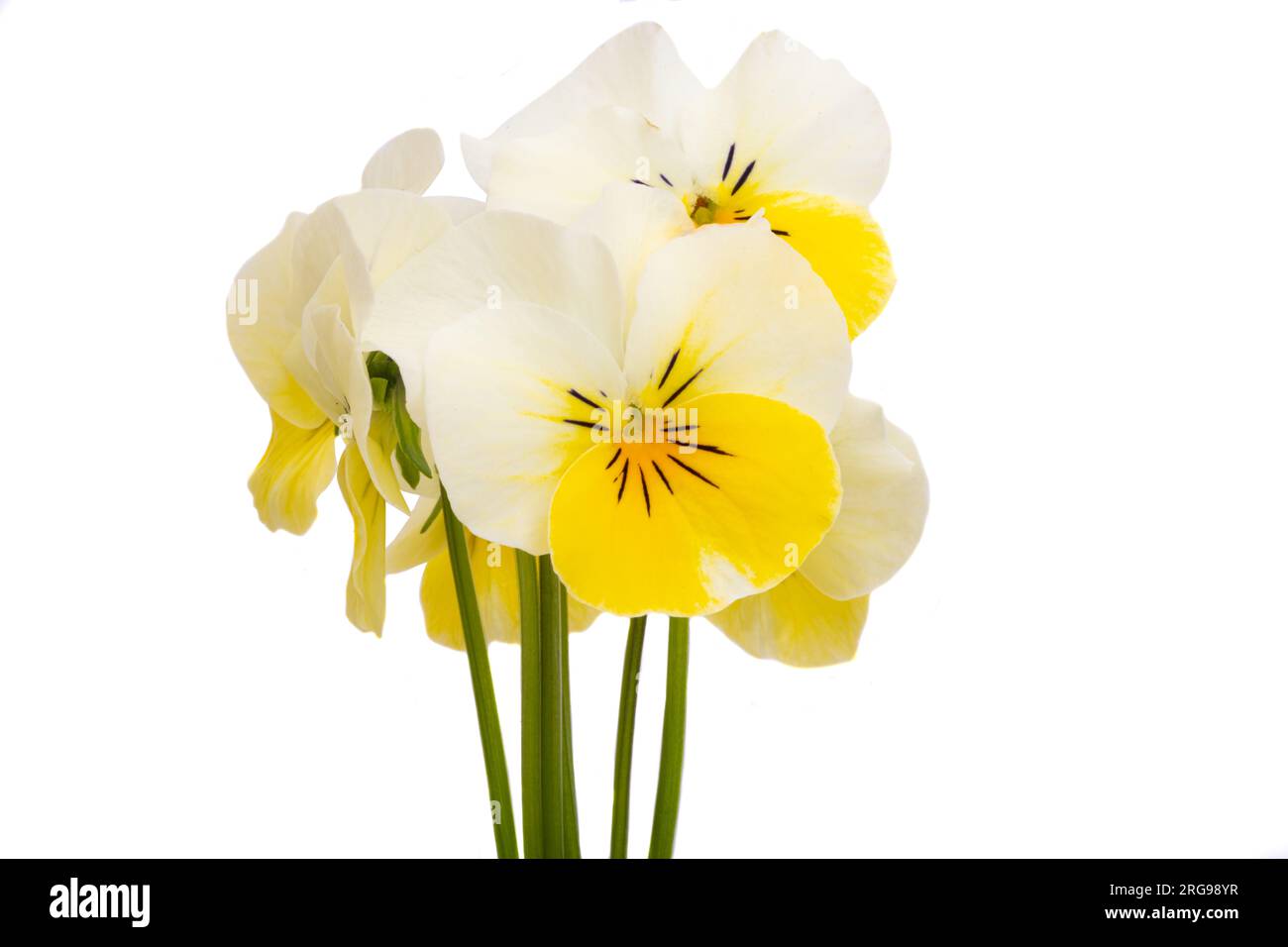 violet flower isolated on white background Stock Photo - Alamy