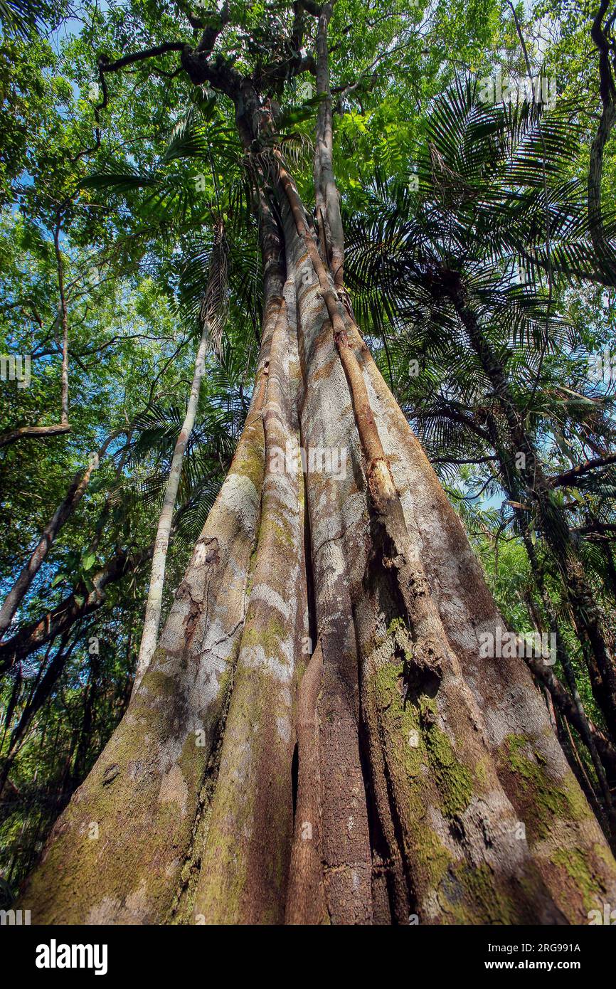 Brazil, Alter do Chao. high tropical tree in the rainforest Stock Photo ...