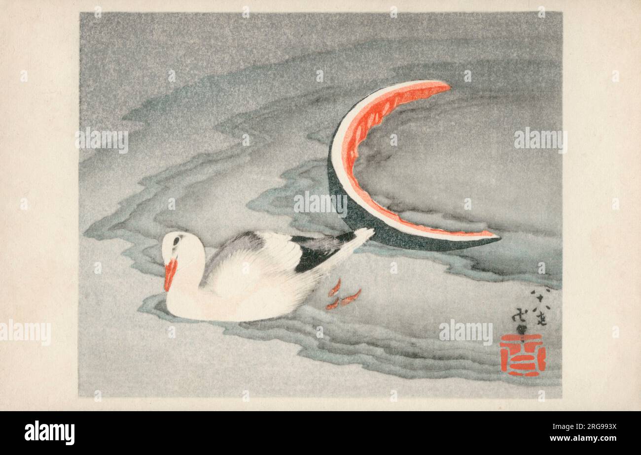 Replete Seagull on the shore having consumed a large Watermelon slice ...