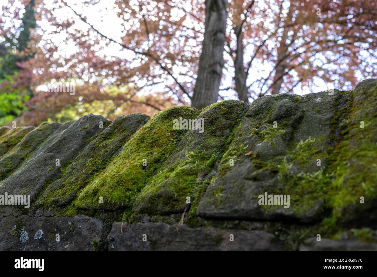 moss-covered stone wall in a park Stock Photo - Alamy
