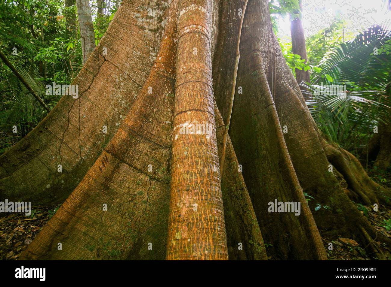 Brazil, Amazone, Tapajos National Park Stock Photo - Alamy