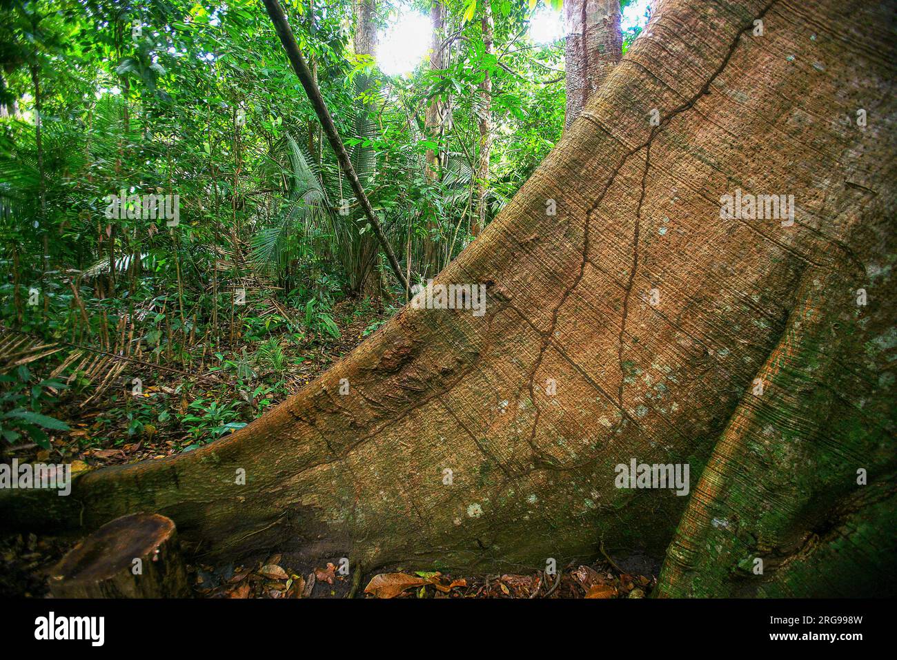 Tapajos national park hi-res stock photography and images - Alamy