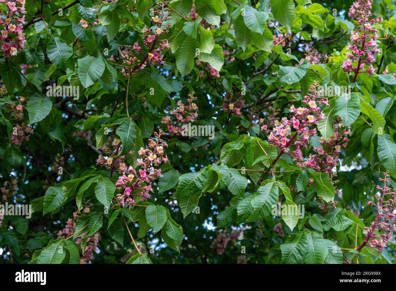 pink and white flowers on a tree branch Stock Photo - Alamy