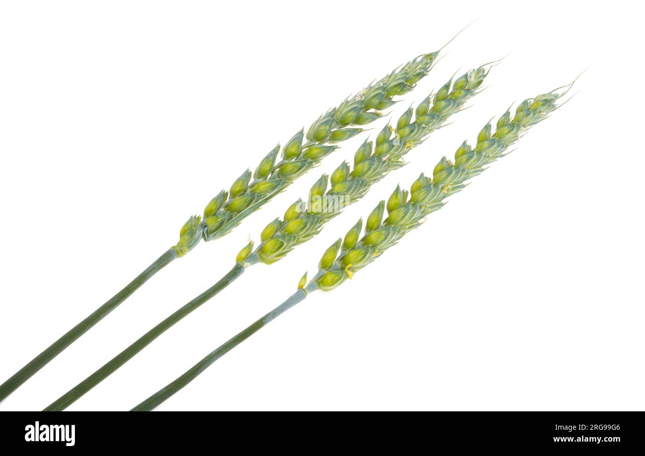 green ear of wheat isolated on white background Stock Photo - Alamy