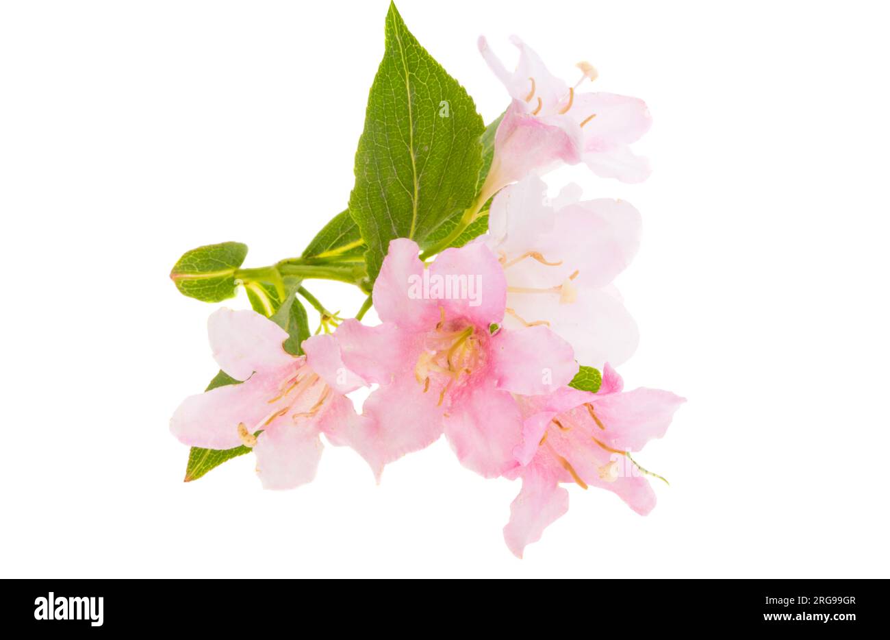 azalea flower isolated on white background Stock Photo - Alamy