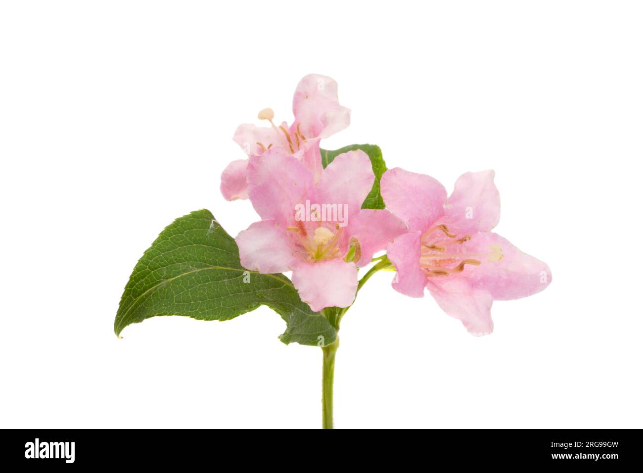 azalea flower isolated on white background Stock Photo - Alamy