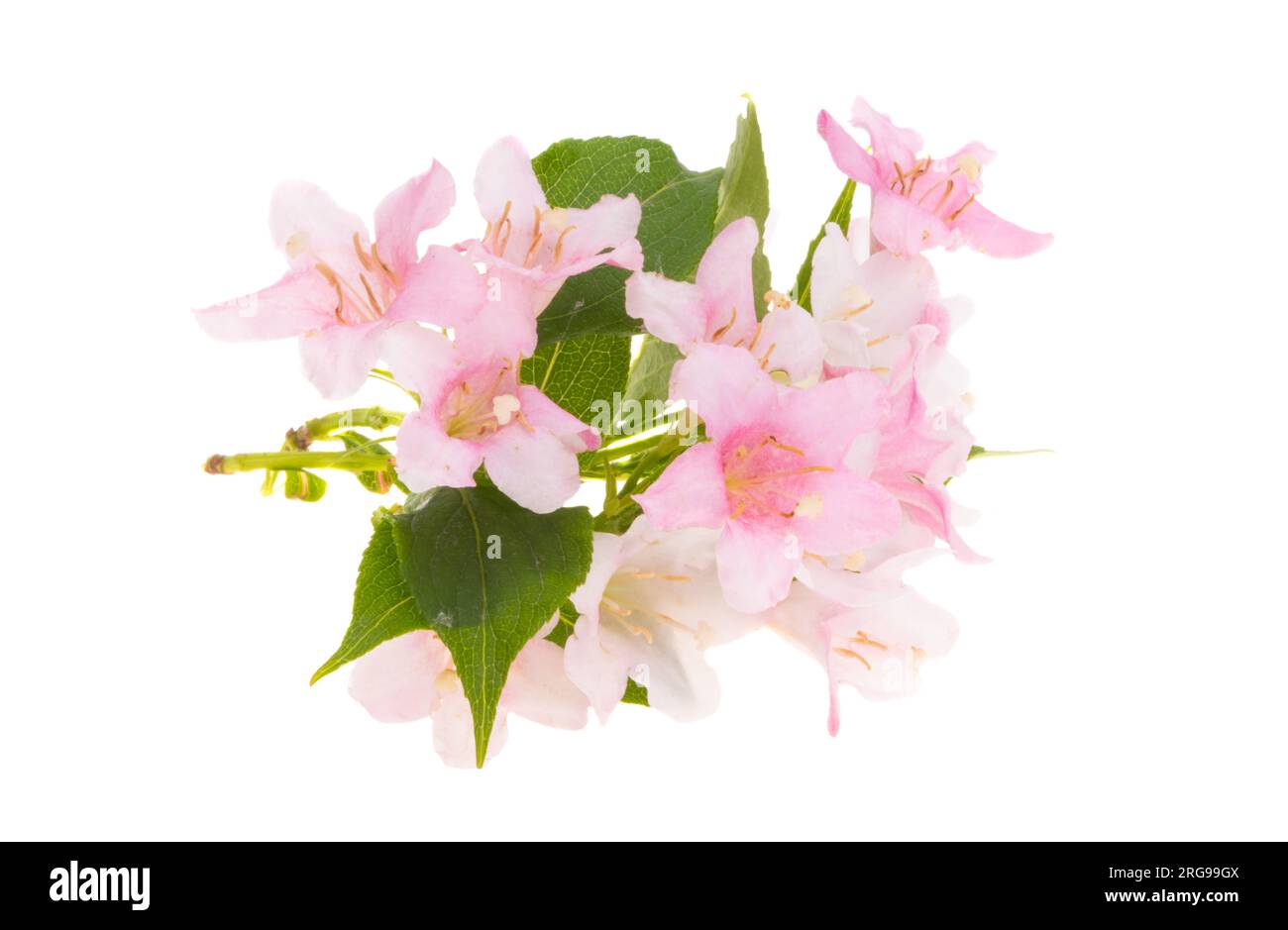 azalea flower isolated on white background Stock Photo - Alamy