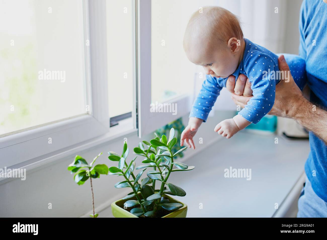 Little baby girl touching green plant at home. Father holding his ...
