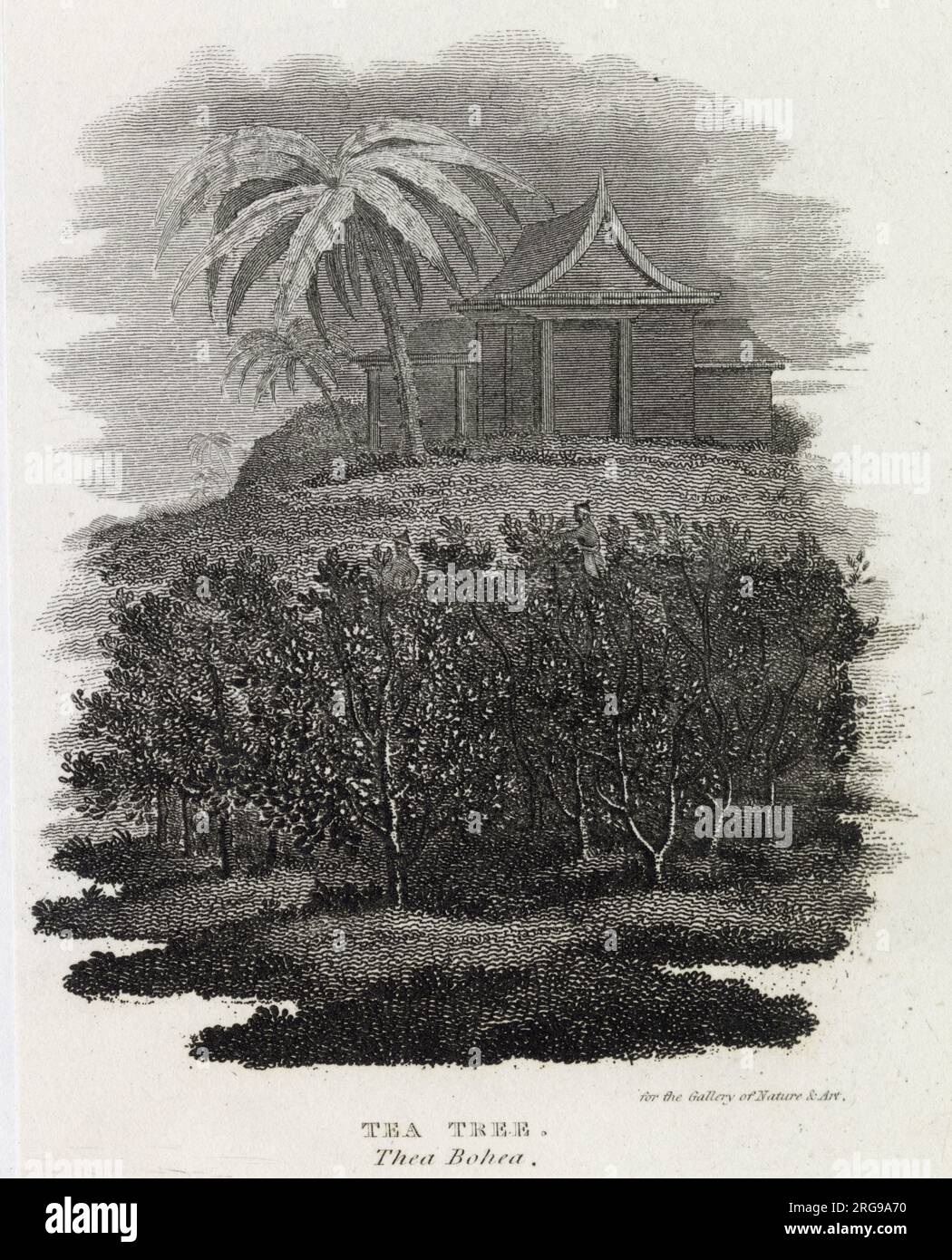 'thea hi-res stock photography and images - Alamy