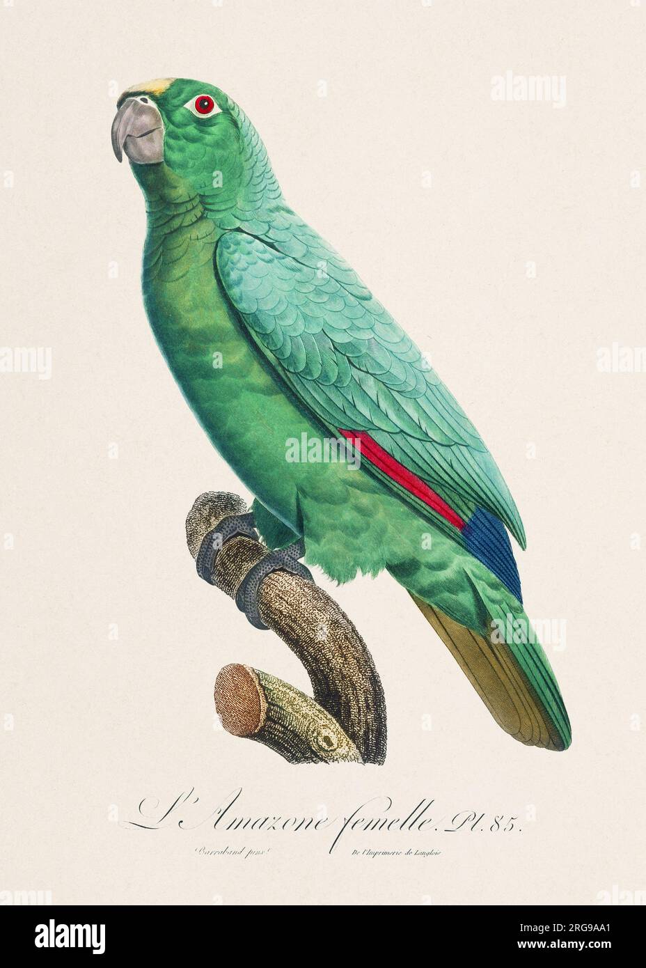 Vintage parrot illustration. Zoologically detailed French depiction ...