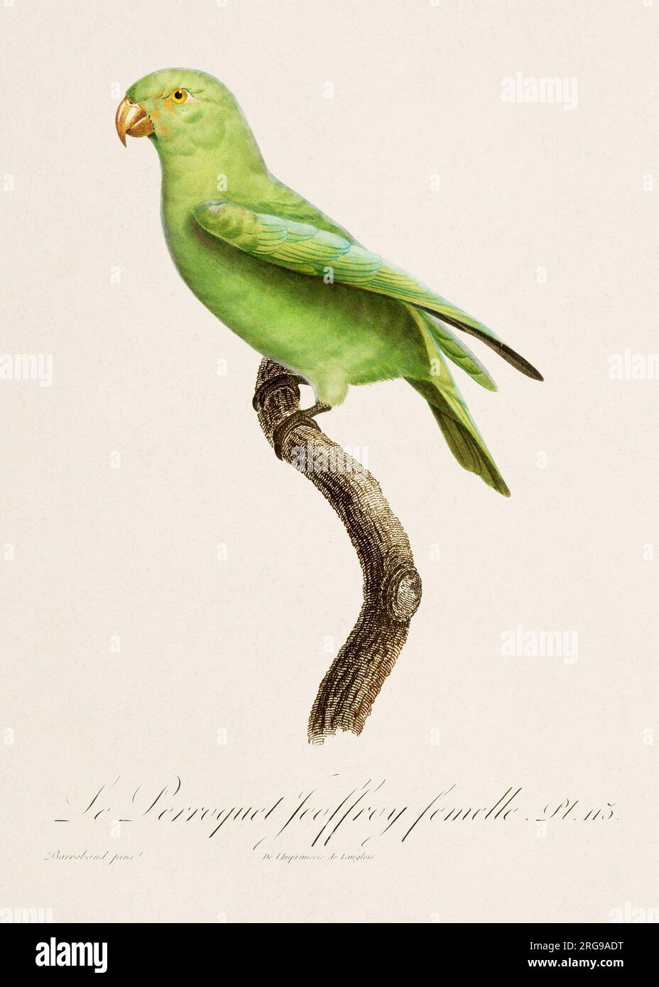 Vintage parrot illustration. Zoologically detailed French depiction ...