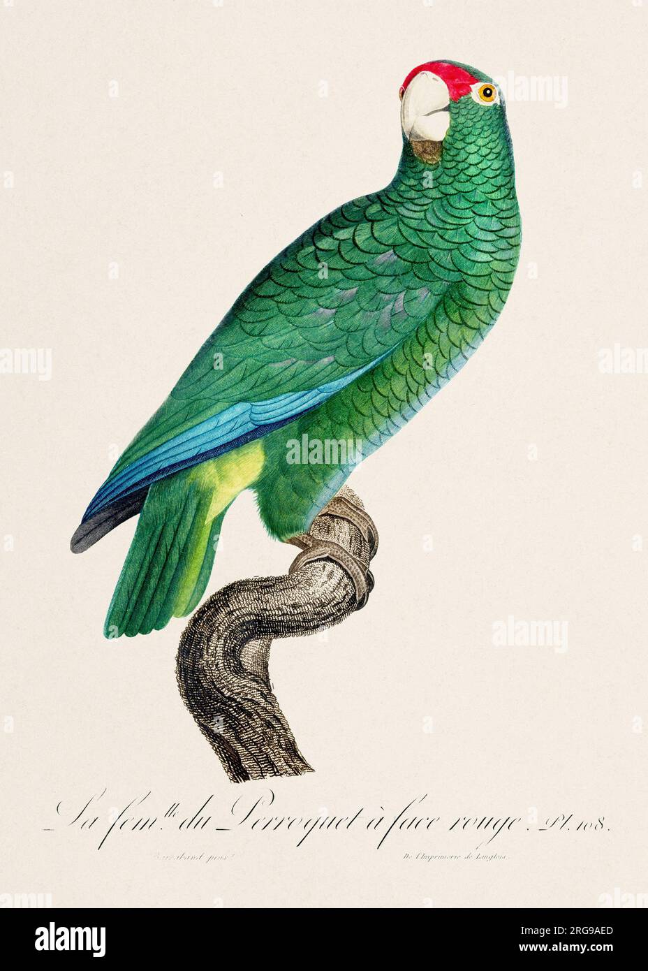 Vintage parrot illustration. Zoologically detailed French depiction ...
