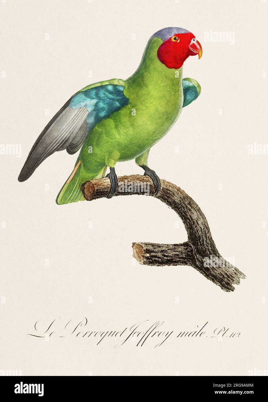 Vintage parrot illustration. Zoologically detailed French depiction ...