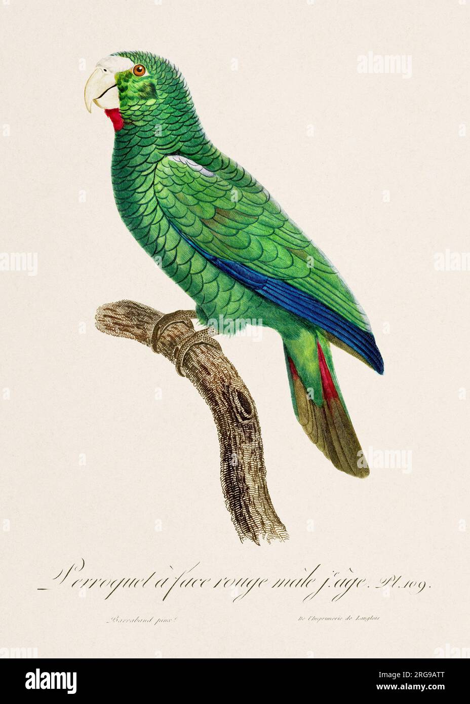 Vintage parrot illustration. Zoologically detailed French depiction ...