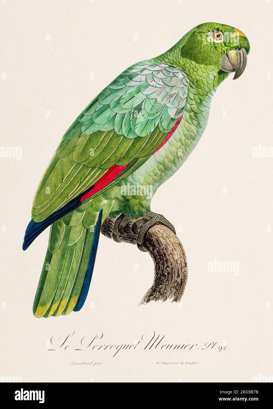 Vintage parrot illustration. Zoologically detailed French depiction ...