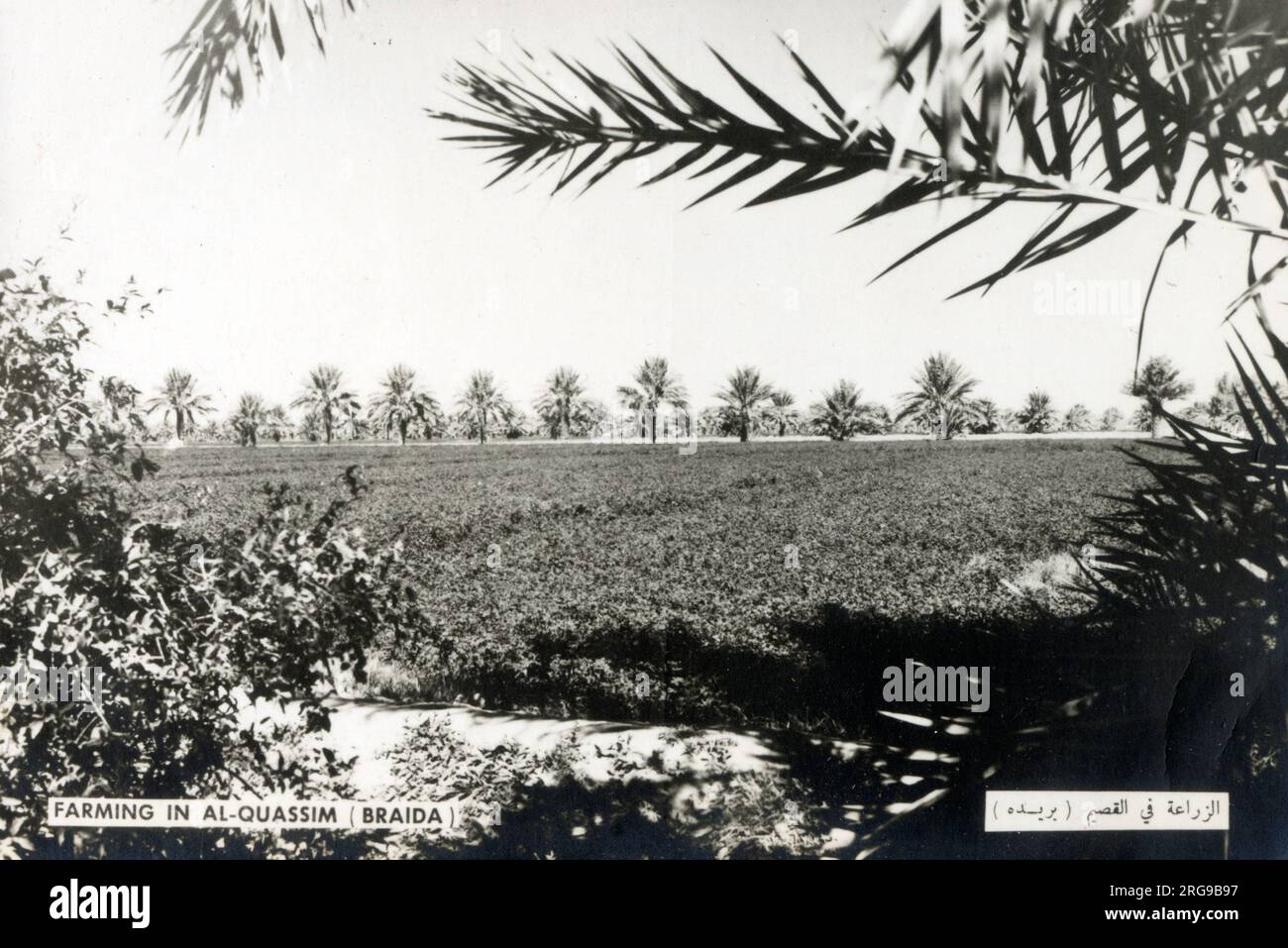 Farming in Buraydah, the capital of Al-Qassim Region in north-central ...
