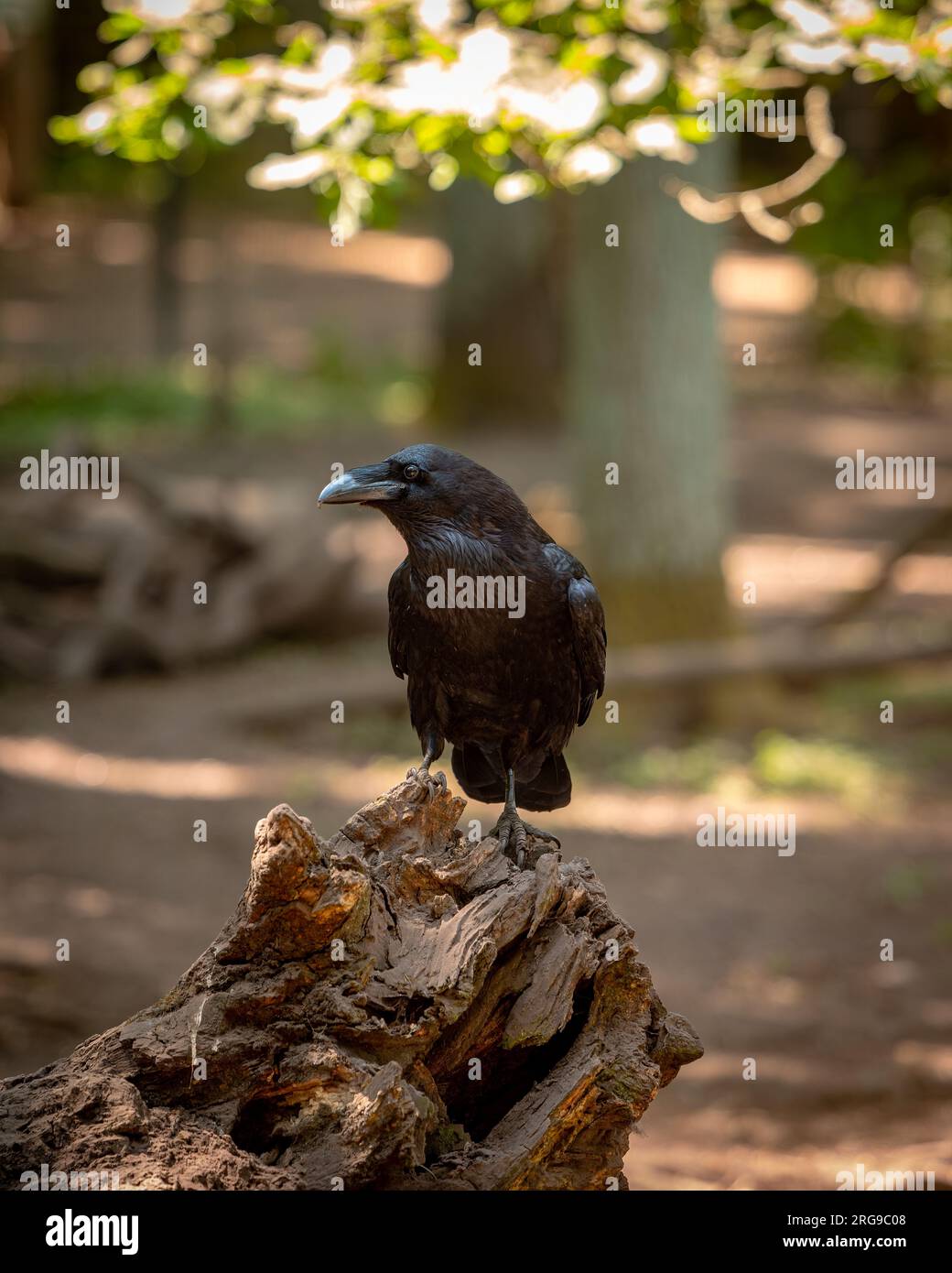 Raabe hi-res stock photography and images - Alamy