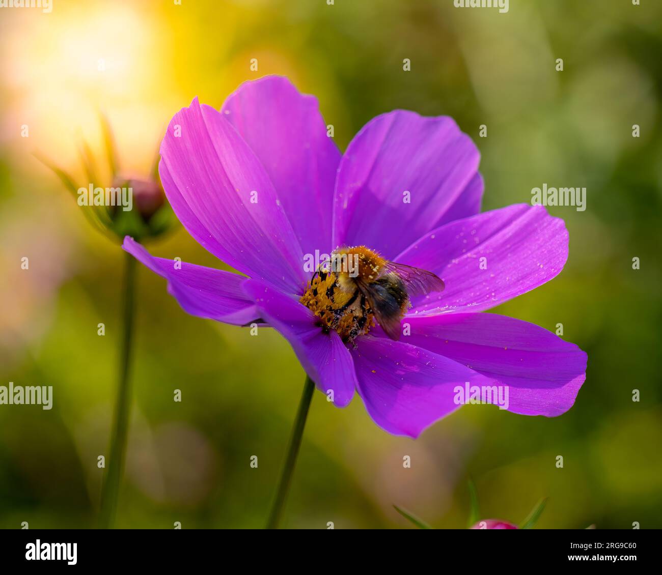 Hummel insekt hi-res stock photography and images - Alamy